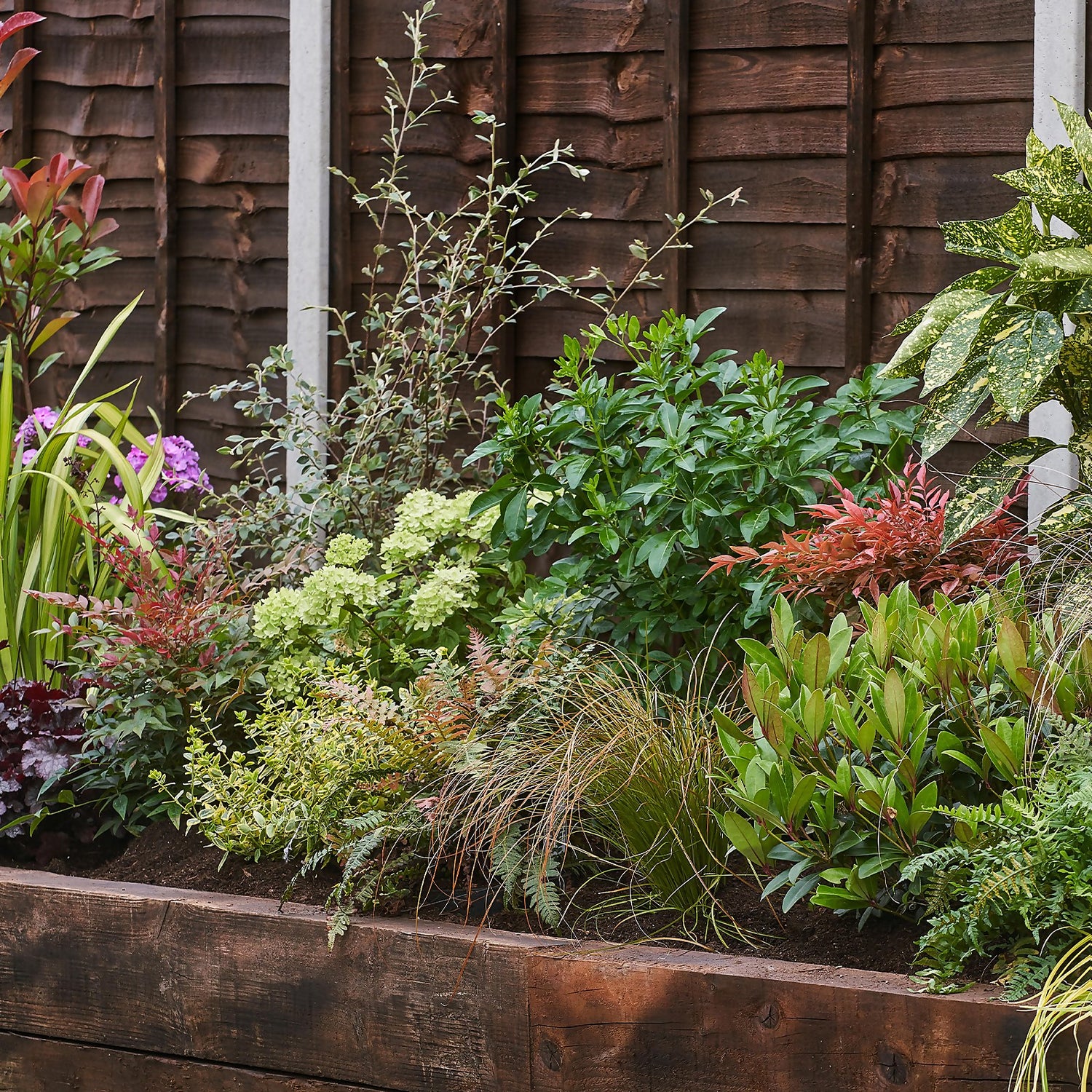 Garden Border Shrubs | Fasci Garden