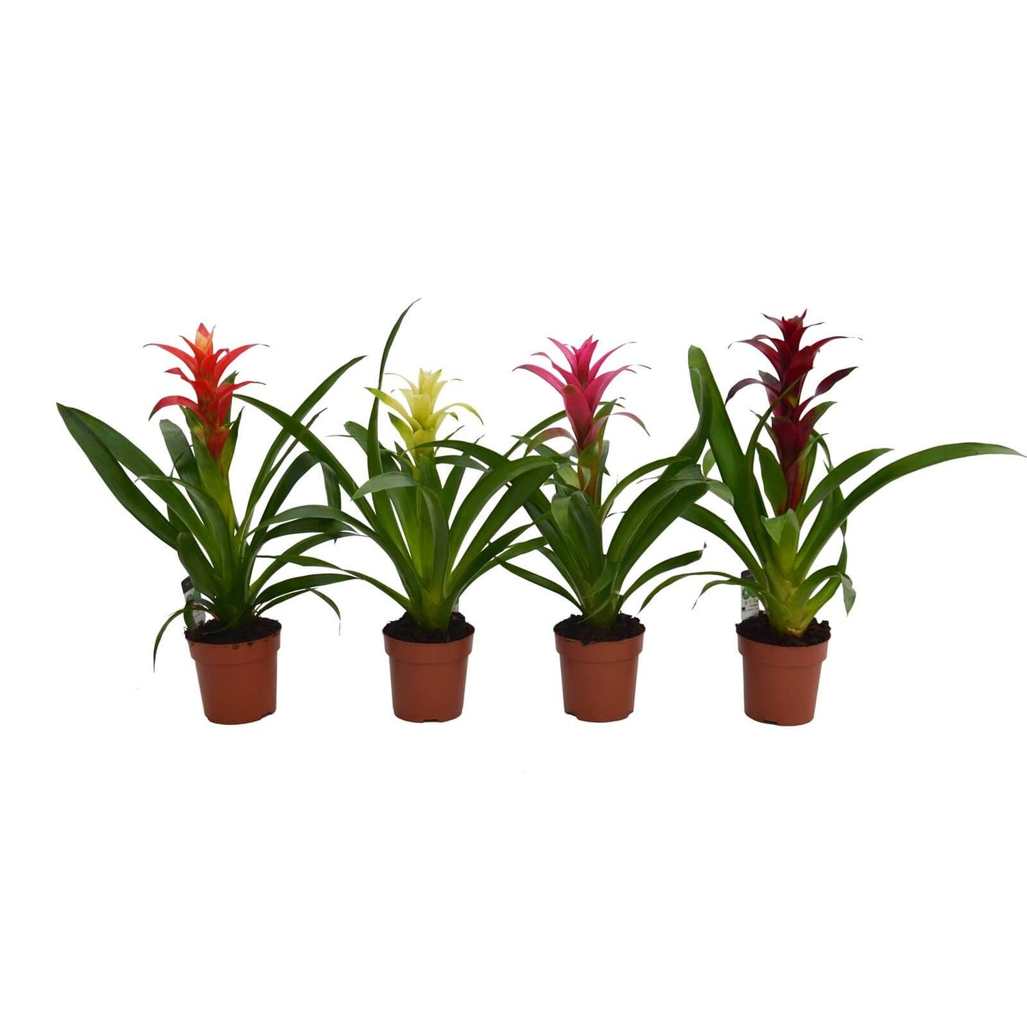 Guzmania Flower Wallpaper | Best Flower Site