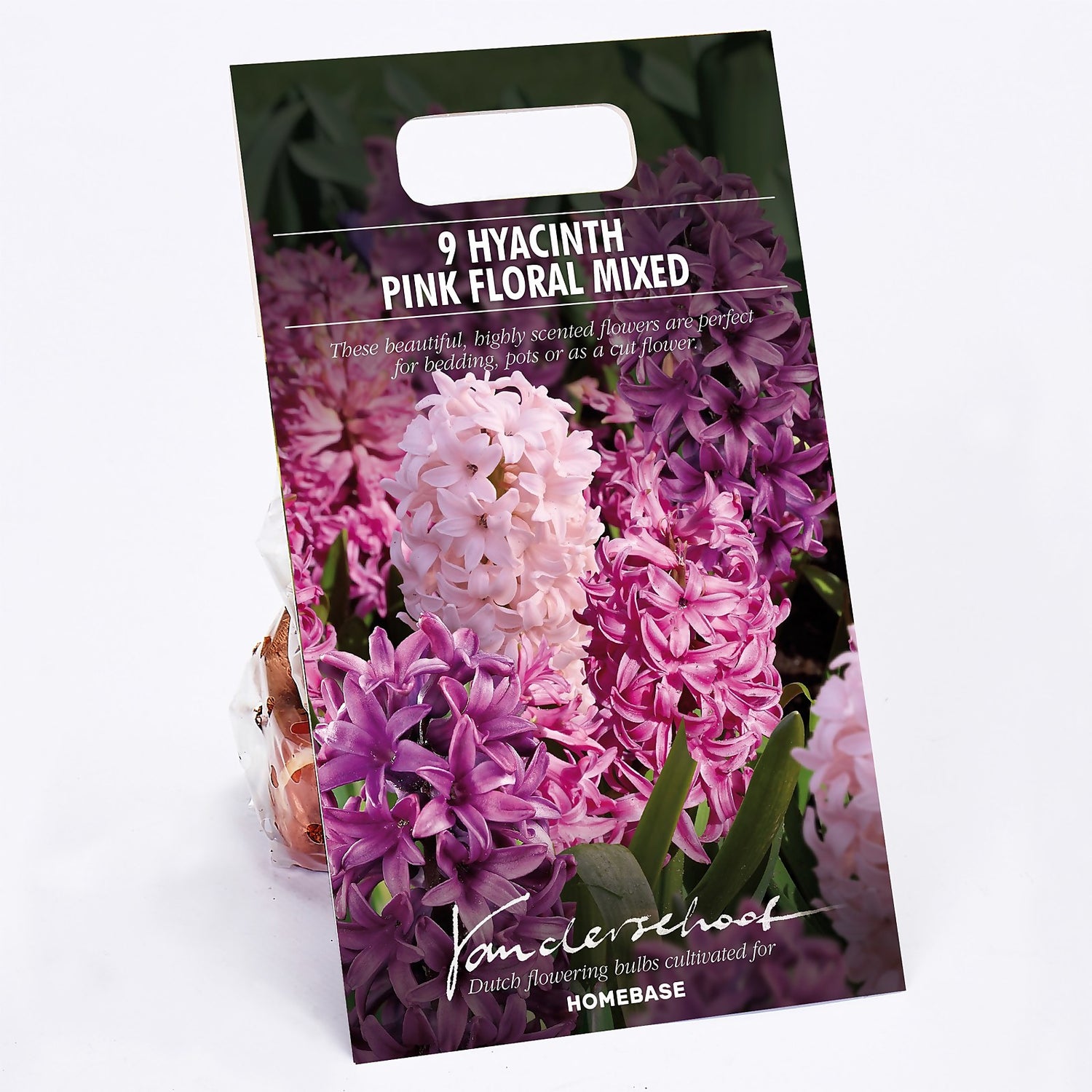 Hyacinth As Cut Flowers | Best Flower Site