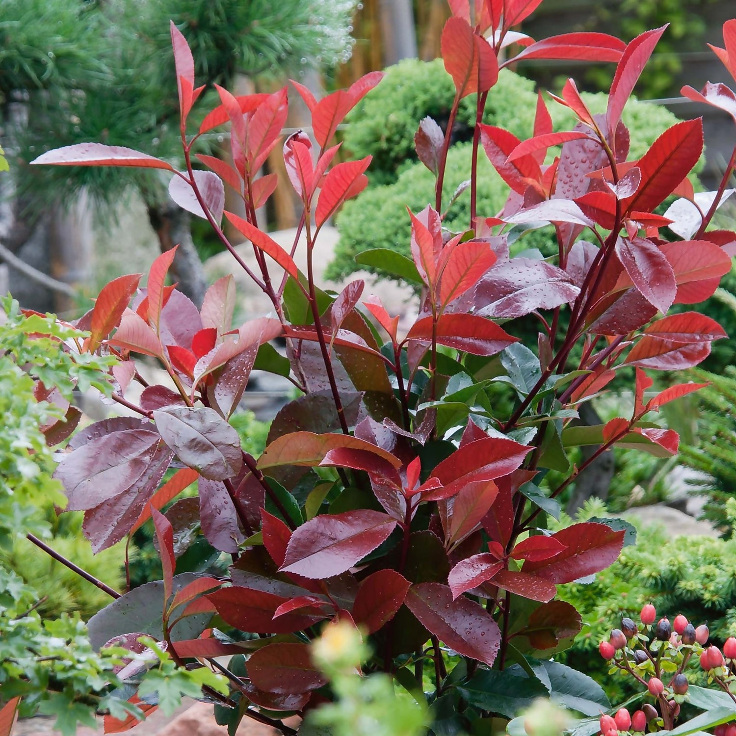 Photinia 'Red Robin' Topiary Standards Topiary Plants,, 52% OFF