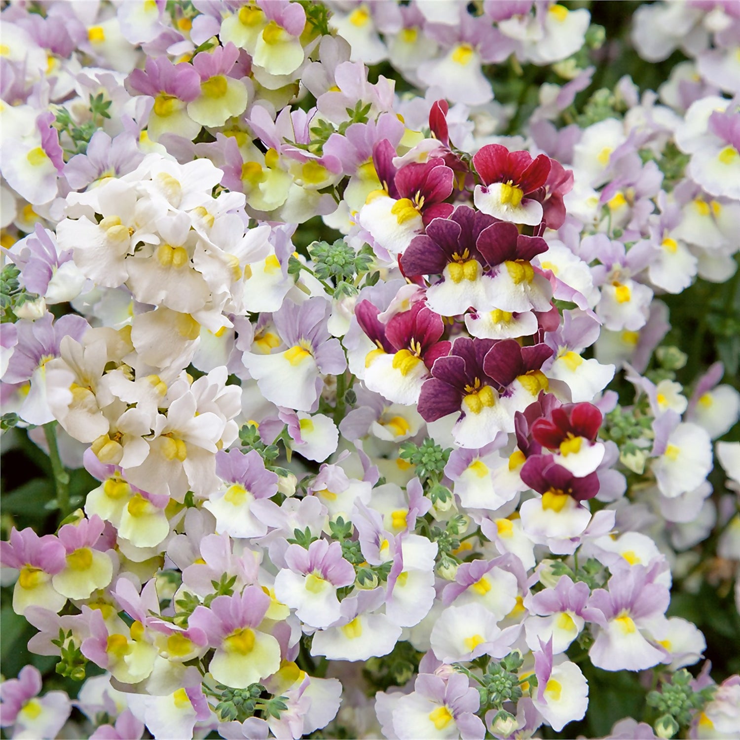 Nemesia Flower Images | Best Flower Site