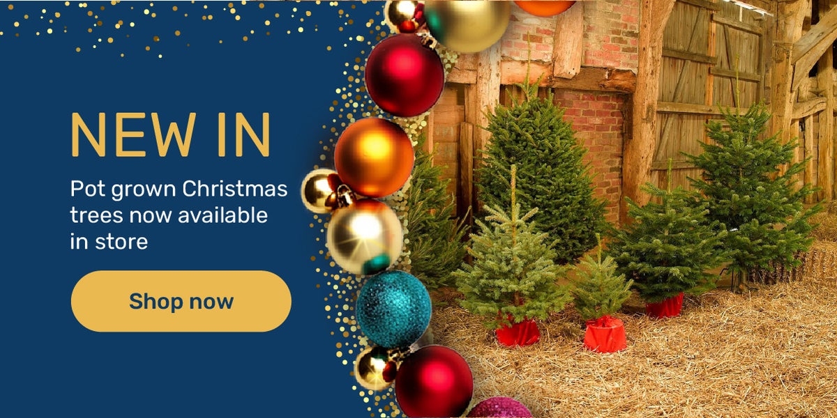 Garden Ridge Christmas Trees Clearance