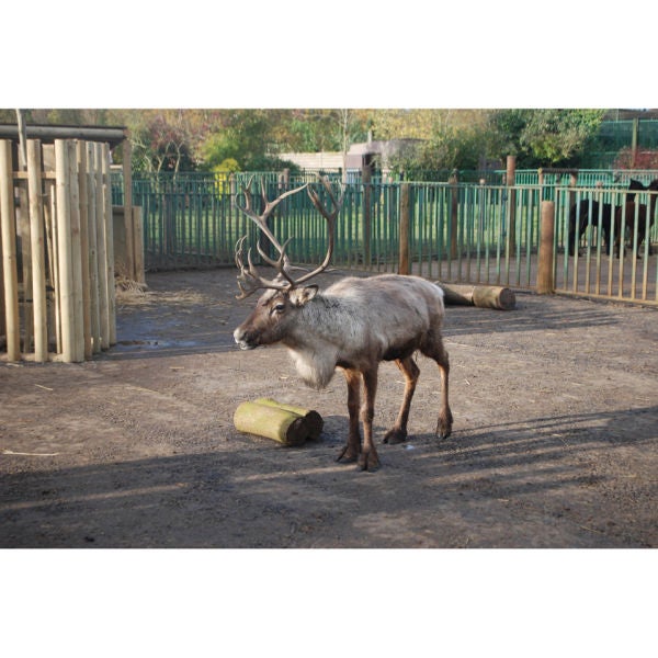 Reindeer Adoption Experience - IWOOT UK
