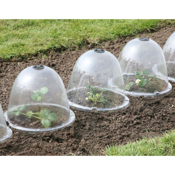 Extra Large Garden Cloche | Fasci Garden