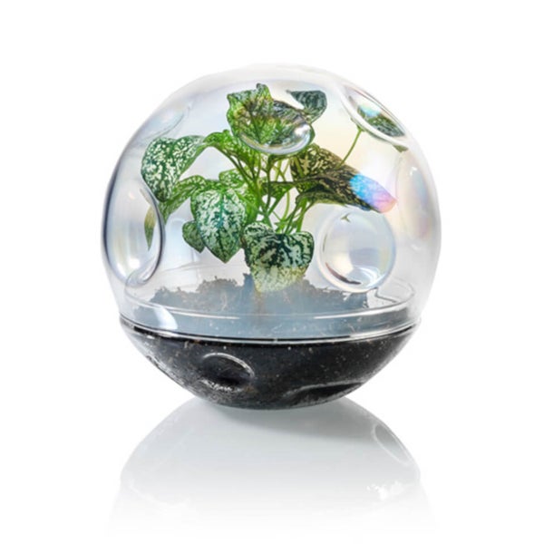 Moon Terrarium - IWOOT UK