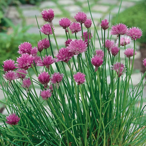 Chives - 1L | Homebase