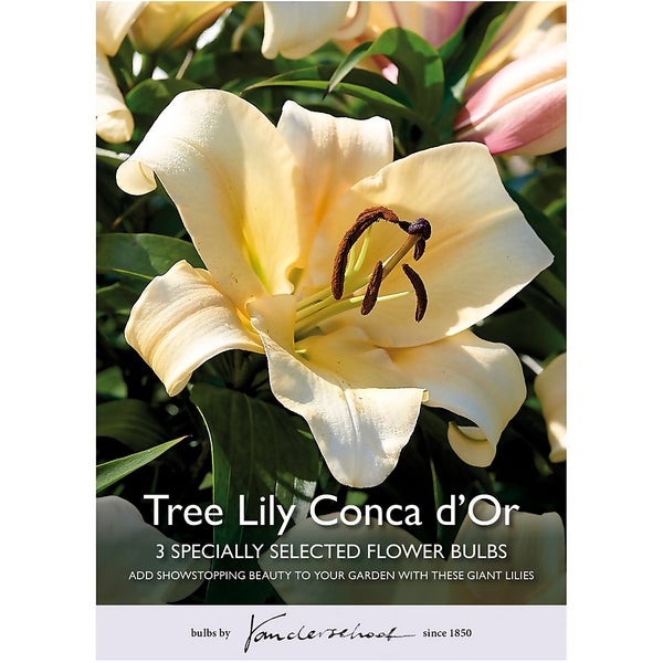 Tree Lily Conca d'Or | Homebase