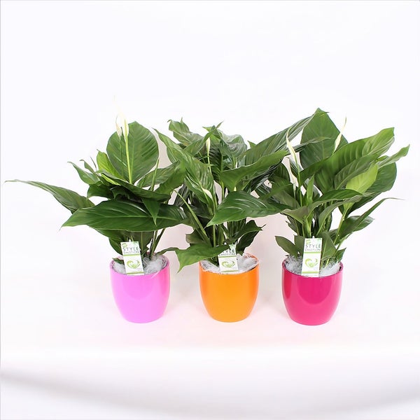 Spathiphyllum (Peace Lily) House Plant in a ceramic pot - 17cm | Homebase