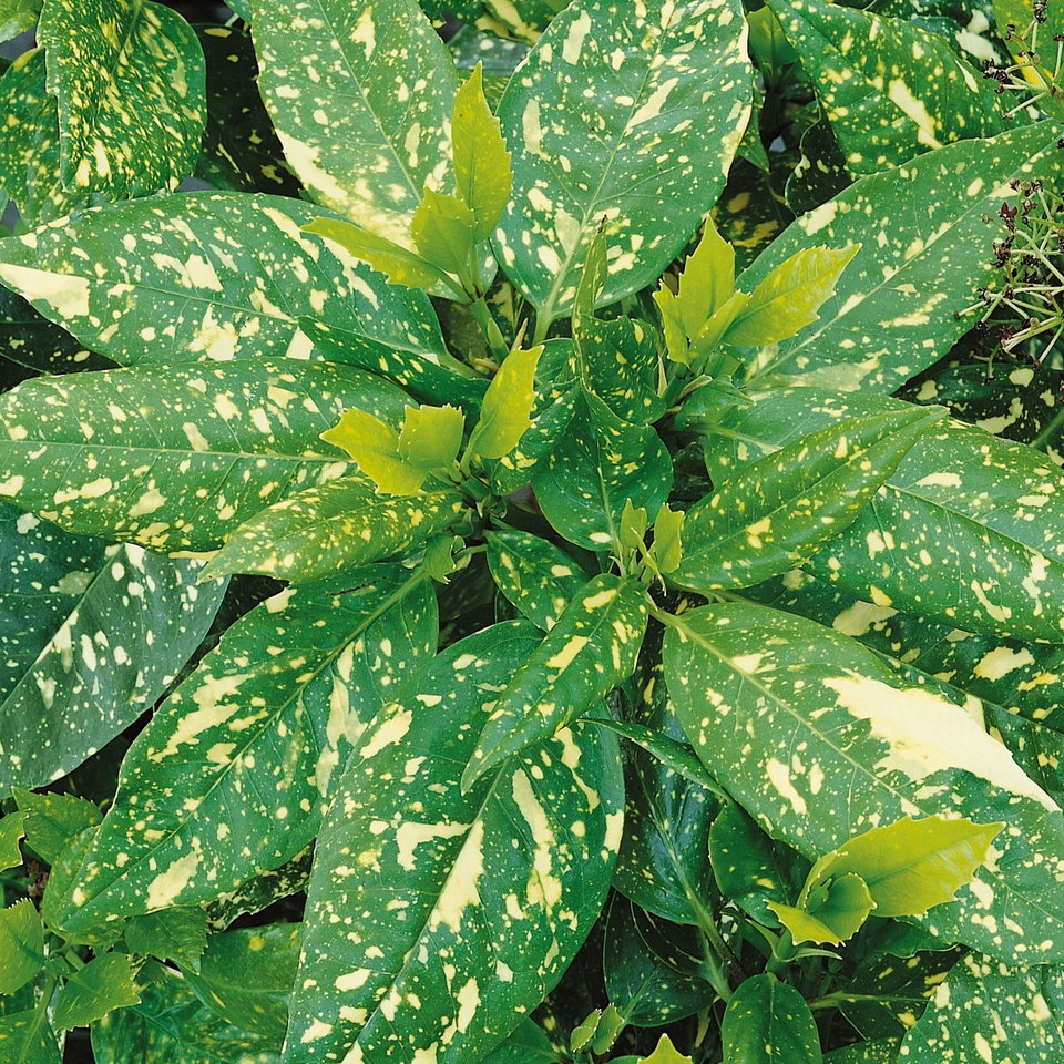 Aucuba japonica Variegata - 19cm | Homebase