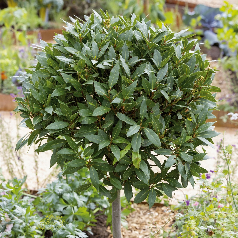 Bay Tree Laurus Nobilis Half Standard - 9L (Northern Ireland only ...