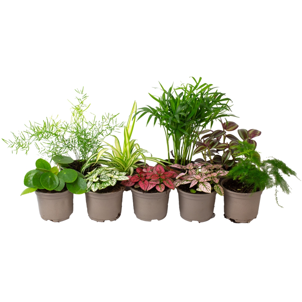 The Best Tall Houseplants: 25 Tree-Like Plants to Grow Indoors