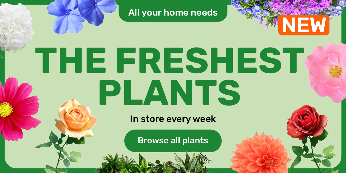 Homebase - All your home needs