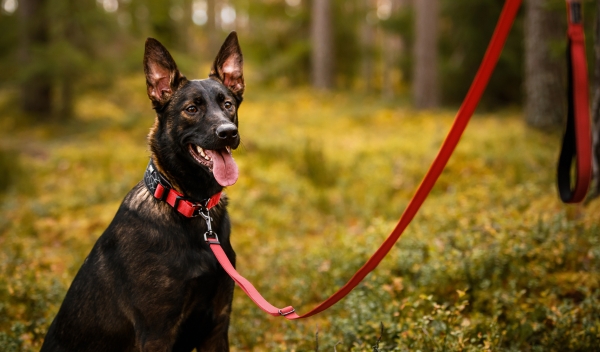 Rukka Pets US: Dog Clothes, Toys, and Gear | Rukka Pets US